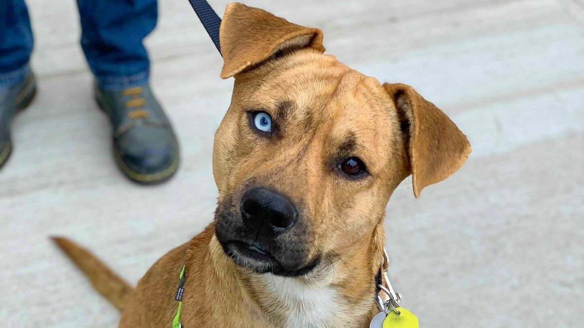 Muddy Paws Rescue pairs shelter dogs with NYC-based fosters | PetsRadar