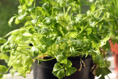 How to grow cilantro: tips on sowing, growing and harvesting this ...