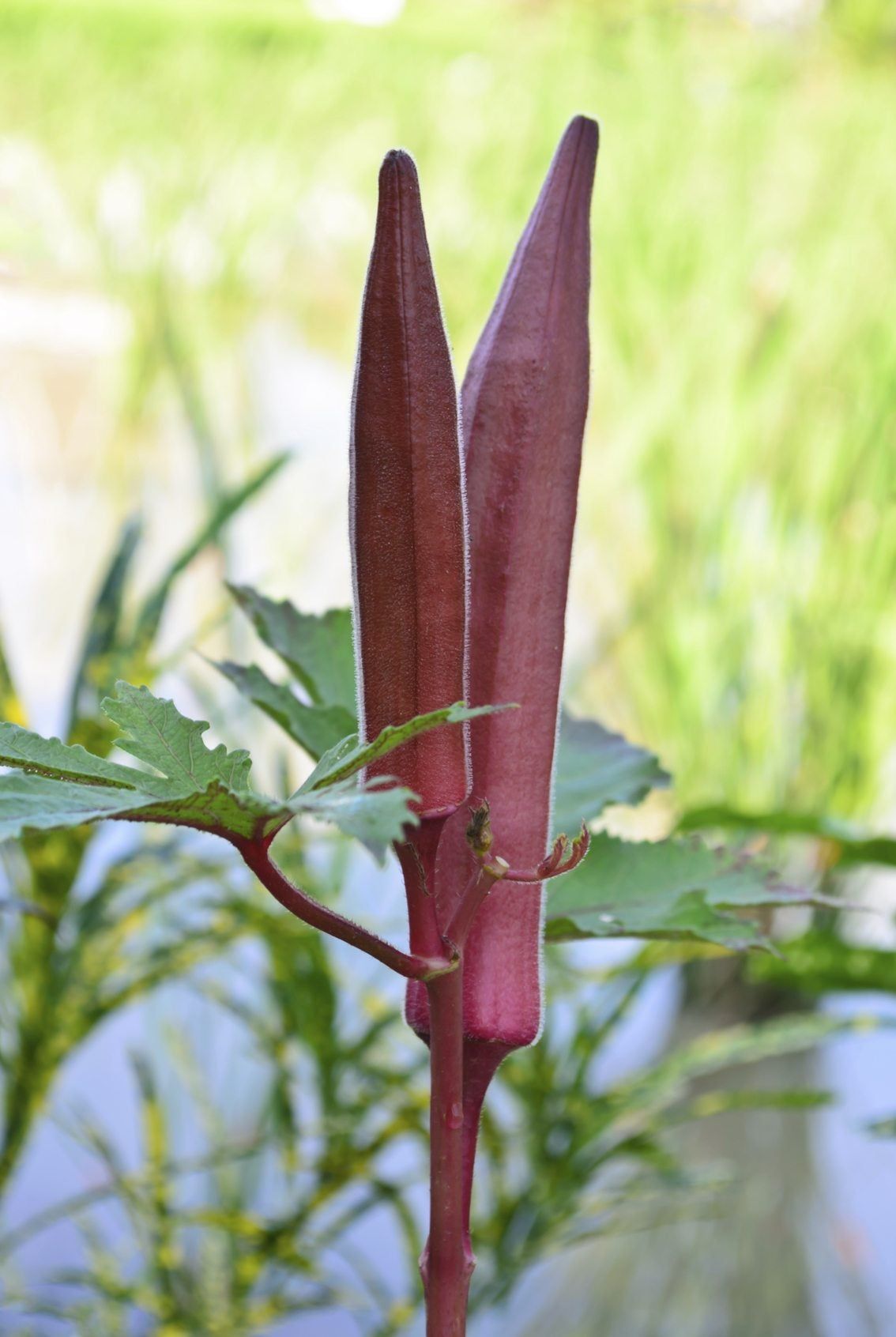 What Kind Of Okra Is Red - Difference Between Red Okra and Green Okra ...