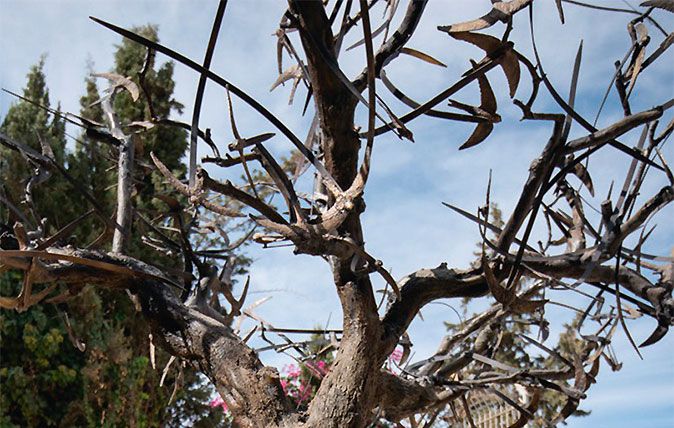 Jerusalem's new Tree of Hope: A 'symbol of hope for the world at large ...