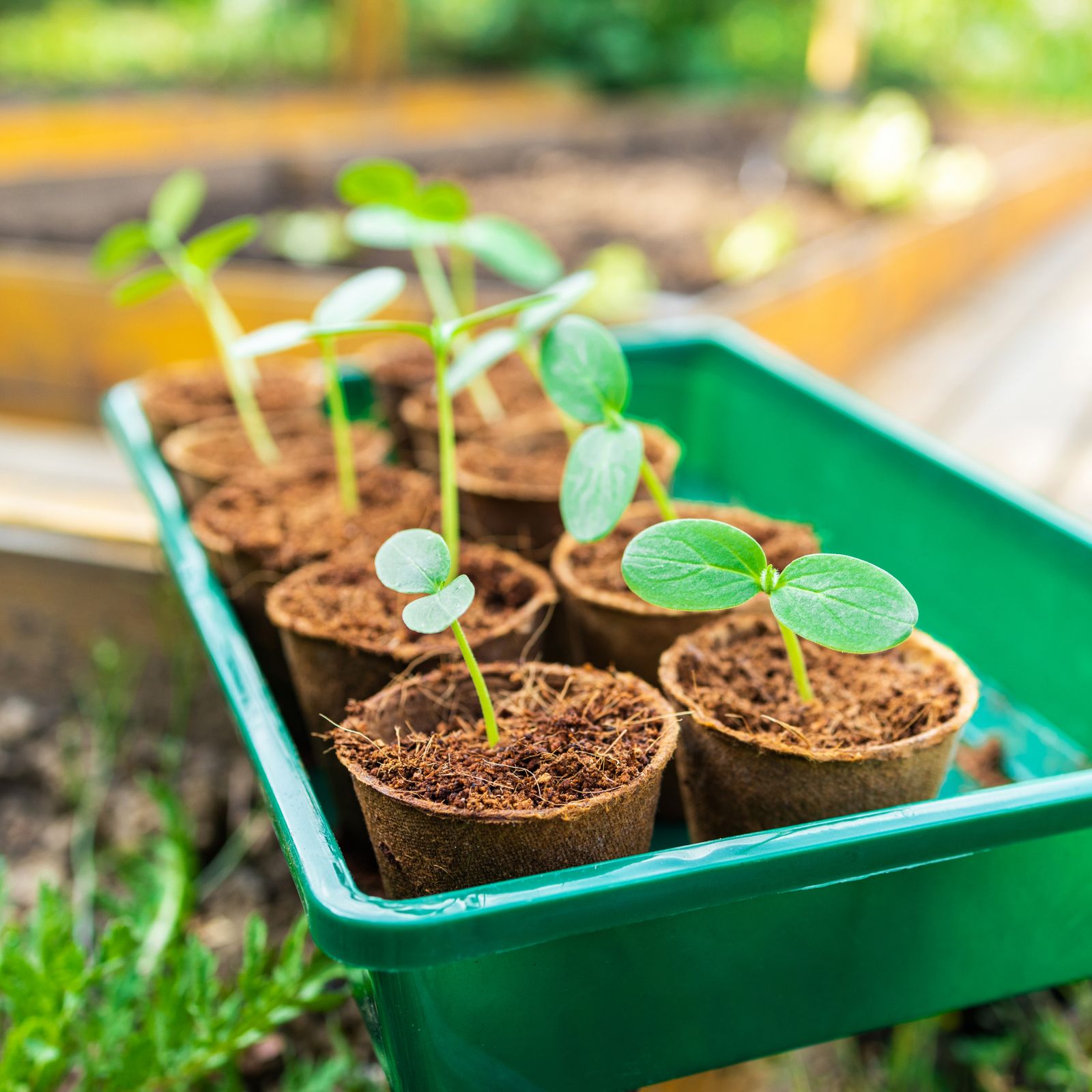 How to grow courgettes vertically - a simple step-by-step | Ideal Home