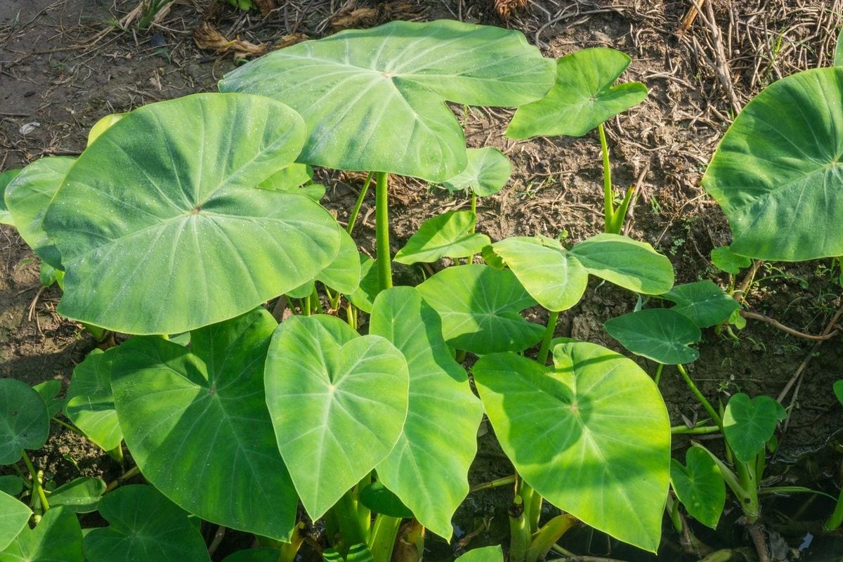 How Do You Get Rid Of Elephant Ears: Removing Elephant Ears From The ...