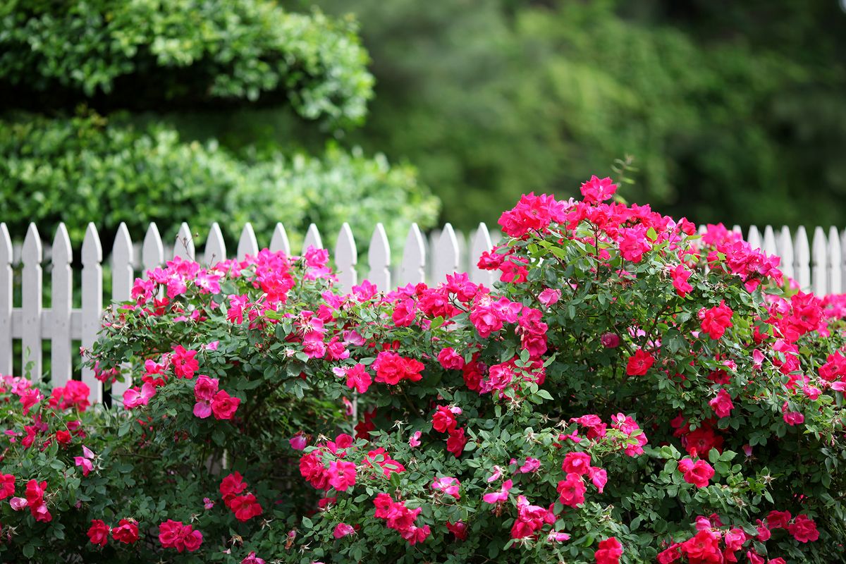How to prune roses: for an abundance of flowers | Homes and Gardens