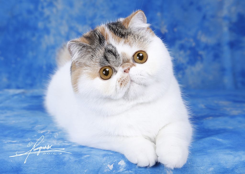 Photos: Champion Cats are Show-Stopping Stunners | Live Science