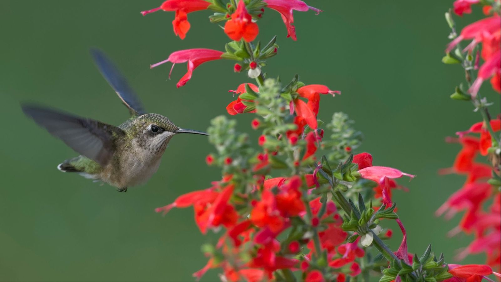 Scarlet Sage Herb - Caring For A Scarlet Sage Plant | Gardening Know How