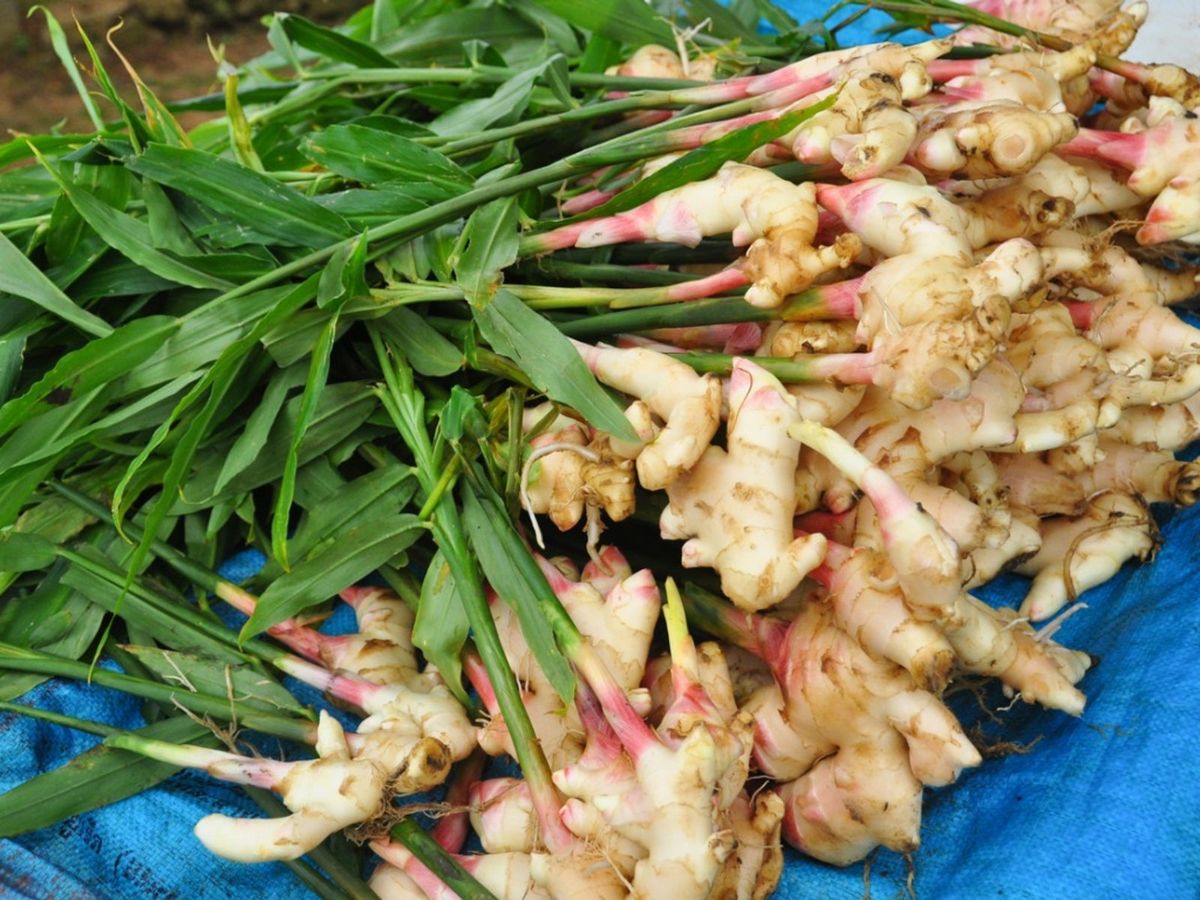 Common Ginger Plant Diseases: How To Treat Ginger Diseases In The ...