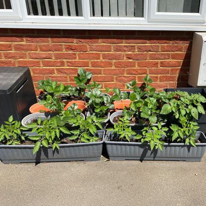 How to start your own front garden vegetable patch | Ideal Home