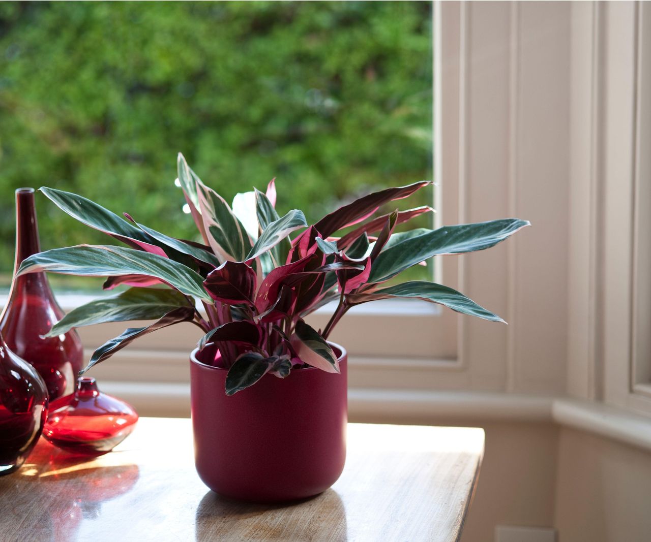 How to care for a triostar stromanthe: 3 expert tips | Homes and Gardens