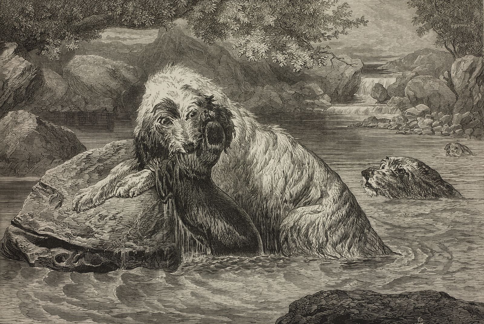 The otterhound — the story behind Britain's rarest breed of dog ...