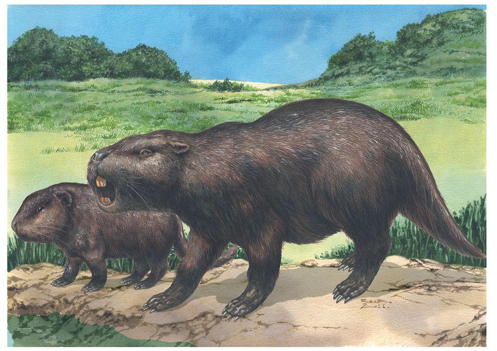 Extinct Giant Rodents' Family Tree Rewritten by New Fossil Finds | Live ...