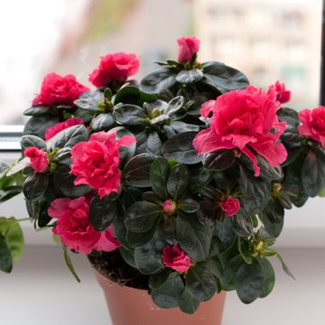How to grow indoor azaleas — a guide to watering and more | Ideal Home