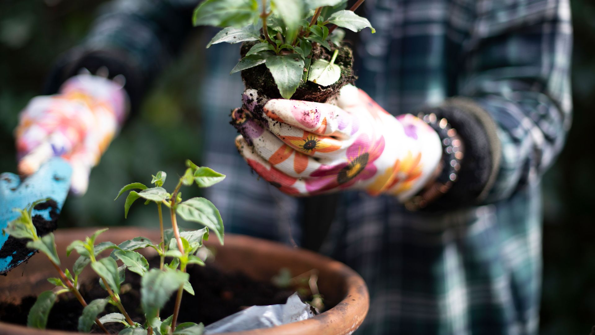 How to plant a winter container: a step by step guide for perfect ...