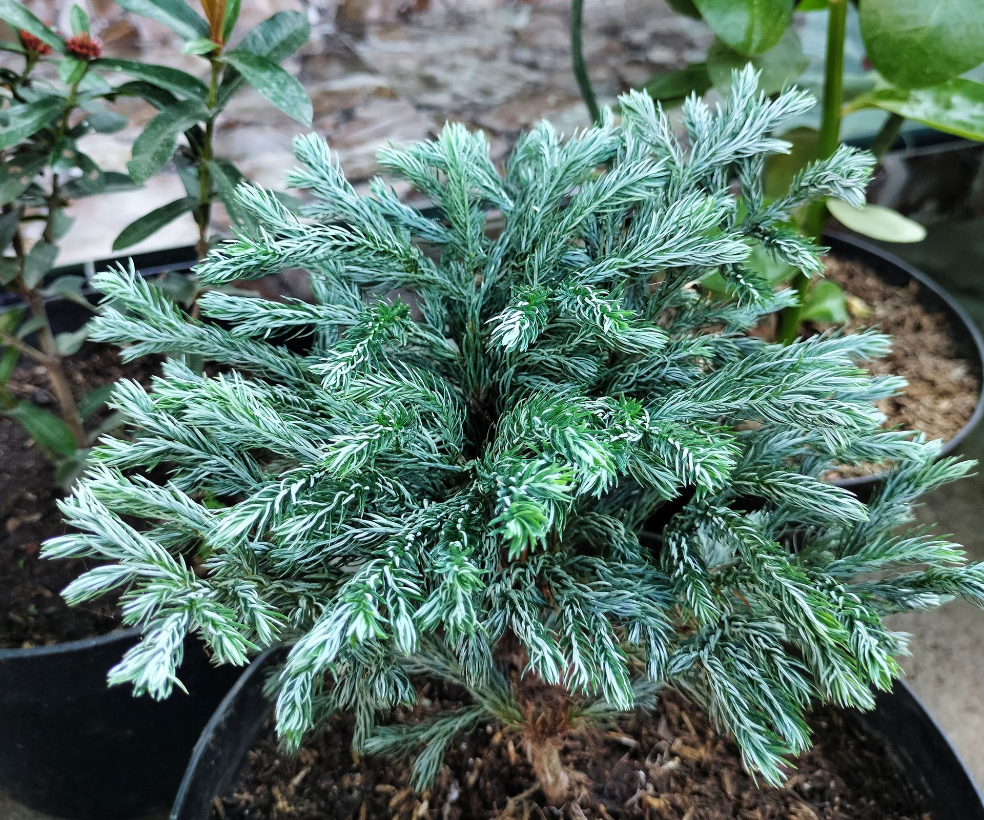 Best Plants For Pots All Year Round – Four Season Containers ...