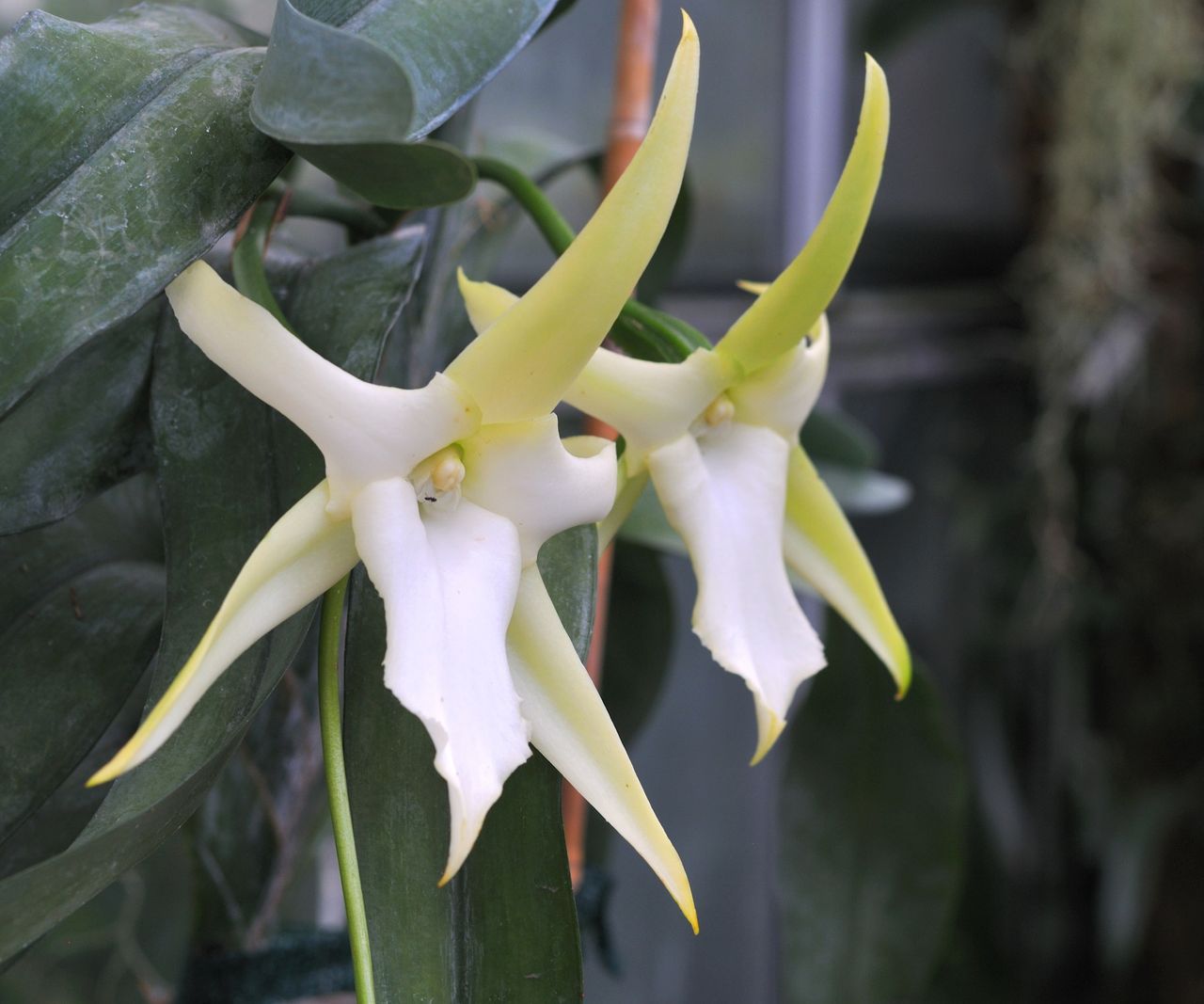 Christmas orchids: 5 varieties to grow for the festive season | Homes ...