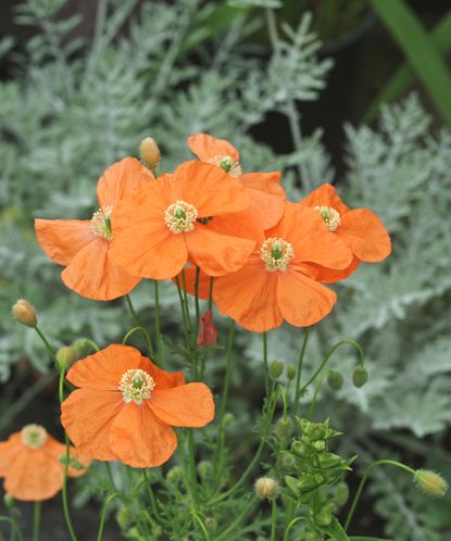 Type of poppies: 16 of the most beautiful annual varieties | Homes and ...