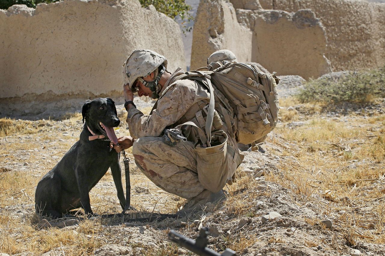 The dogs of war | The Week