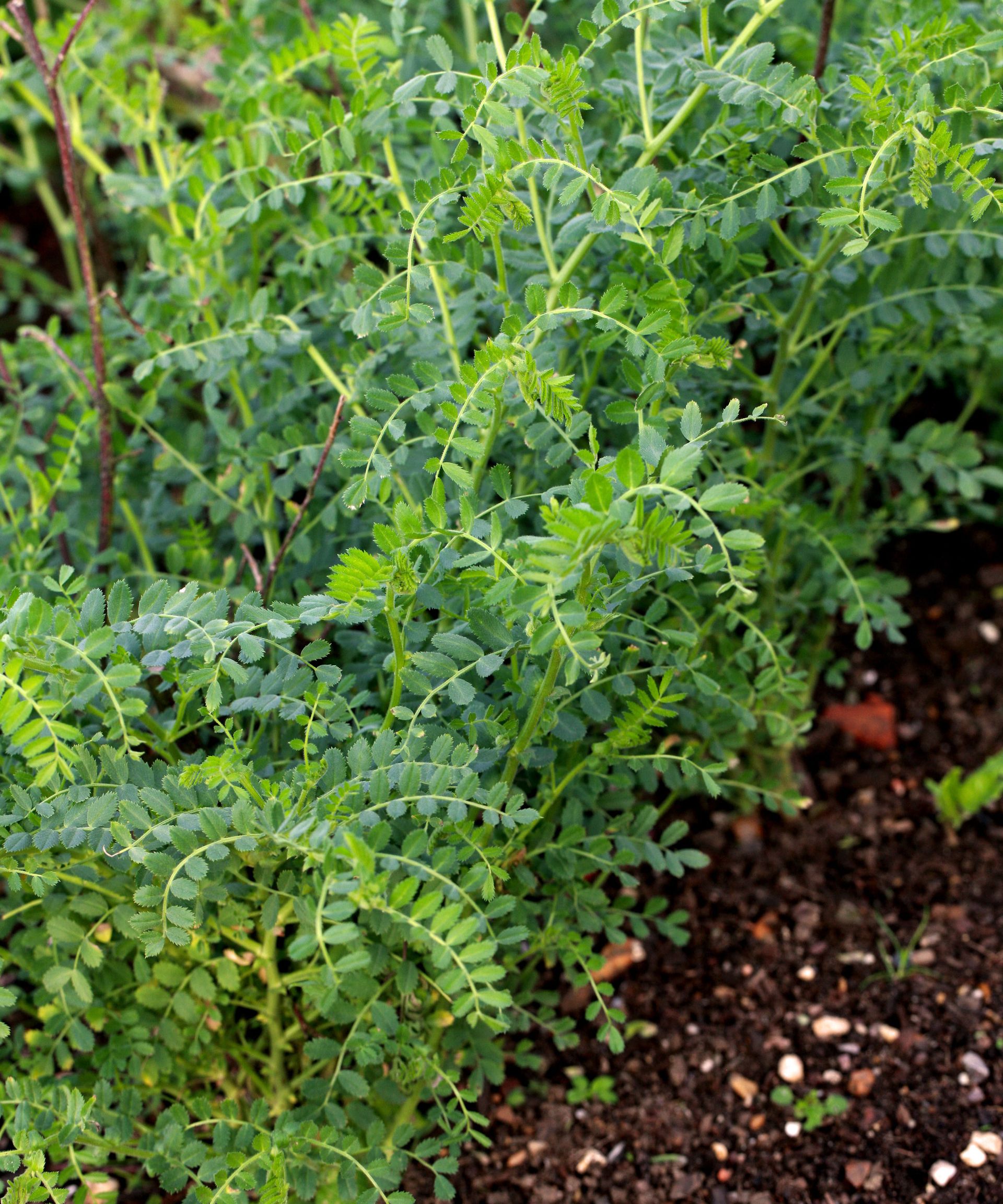 How to grow chickpeas: expert tips to grow garbanzo beans | Homes and ...