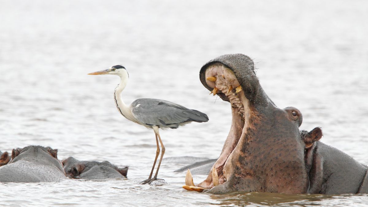 Screaming monkeys, 'headless' penguins and face-planting zebras take ...