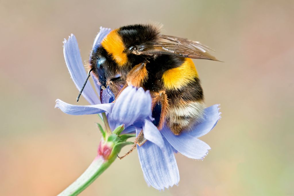The seven bumblebees you'll see in Britain, and how to identify them ...