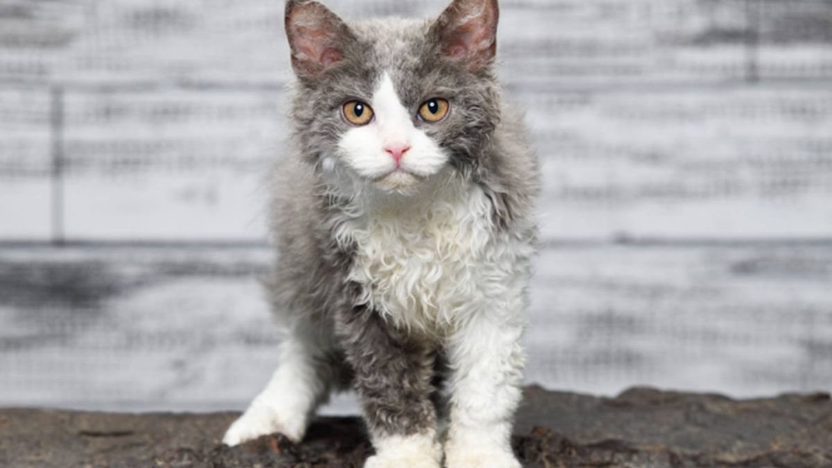 13 hypoallergenic cat breeds for allergy sufferers | PetsRadar