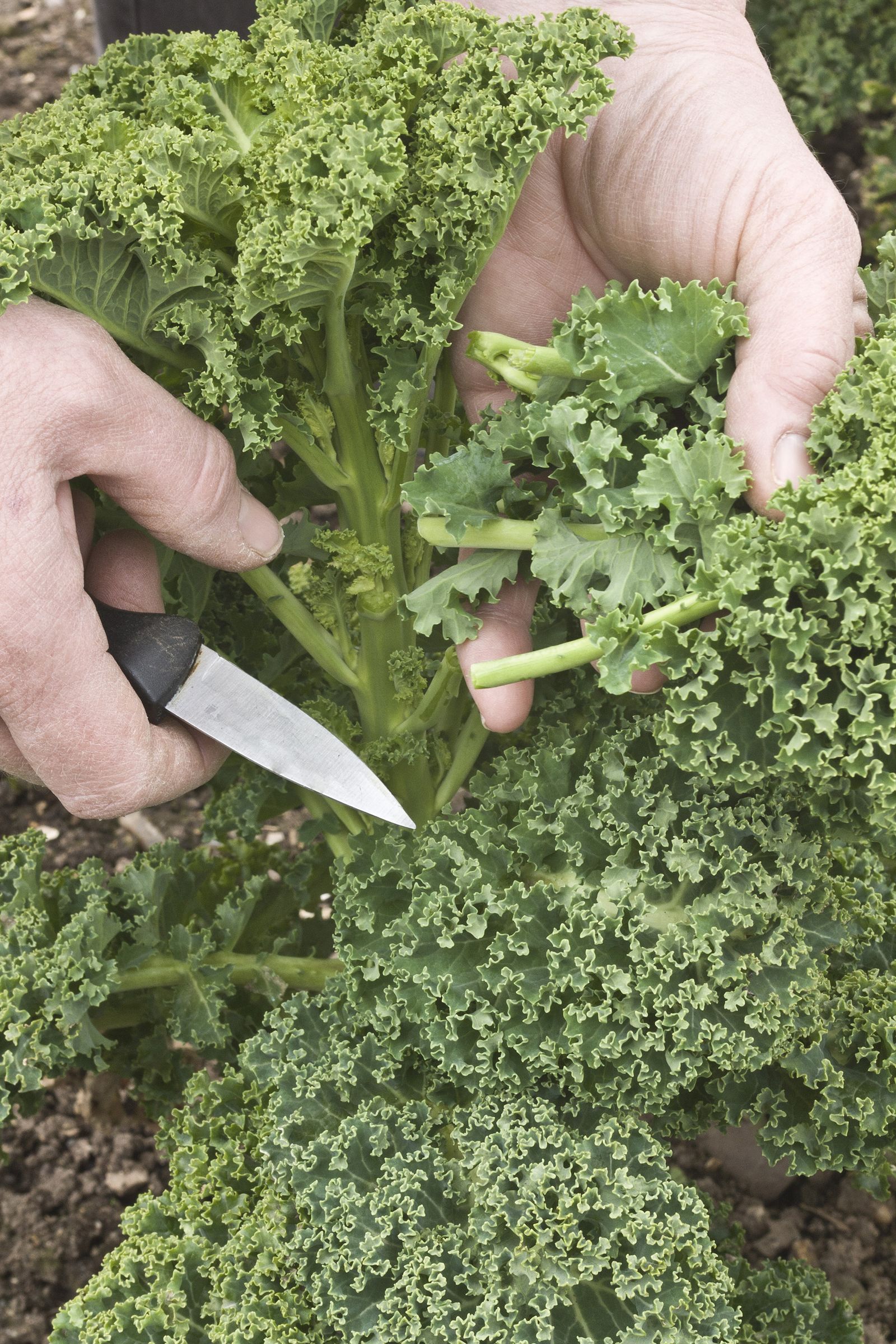 How to grow kale – from seed to harvesting | Homes and Gardens