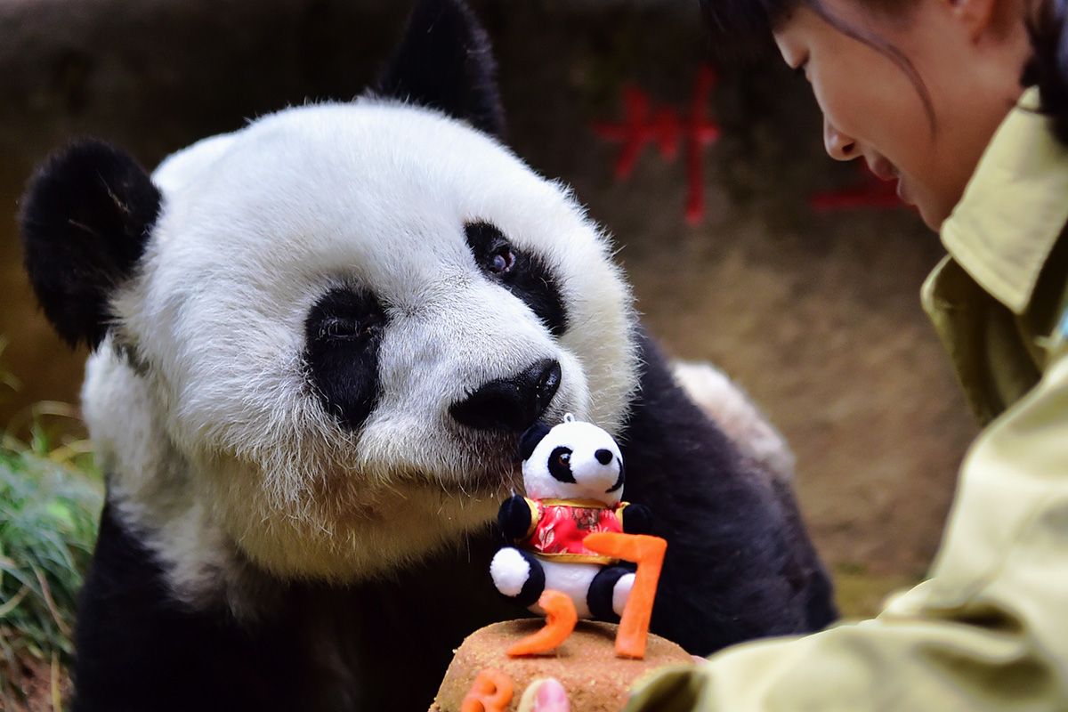 World's Oldest Captive Panda Dies at 37 | Live Science