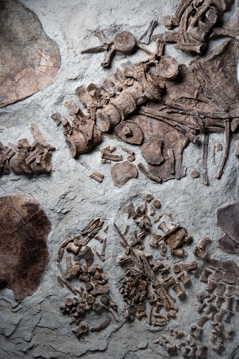 Pregnant Fossil Suggests Ancient 'Sea Monsters' Birthed Live Young ...