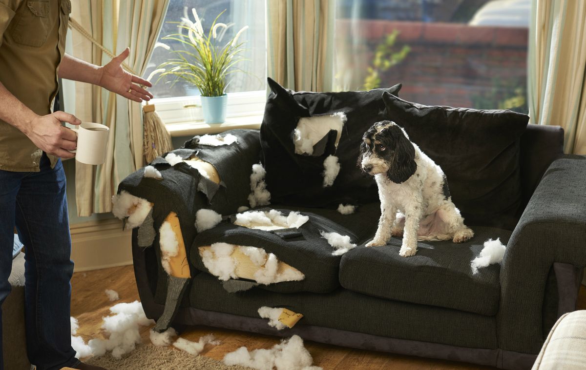 Animal expert warns that shouting at your dog could lead to bad ...