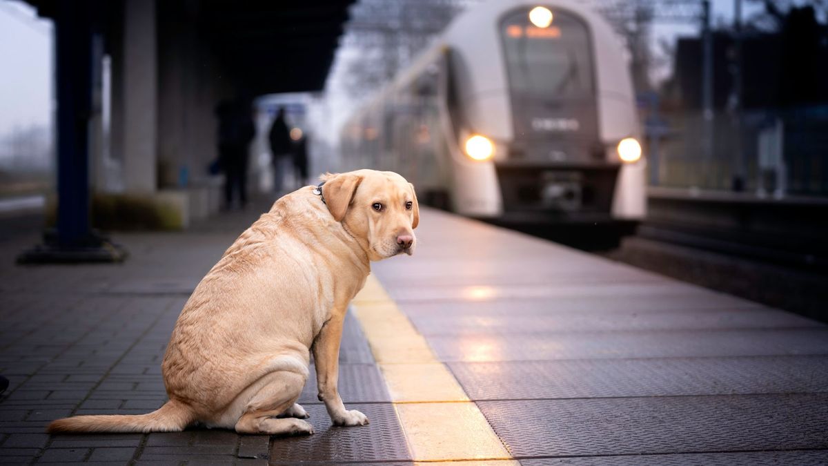 32 quick and easy tricks to teach your dog | PetsRadar