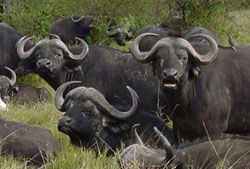 Buffalo Facts | Water Buffalo & Cape Buffalo | Live Science