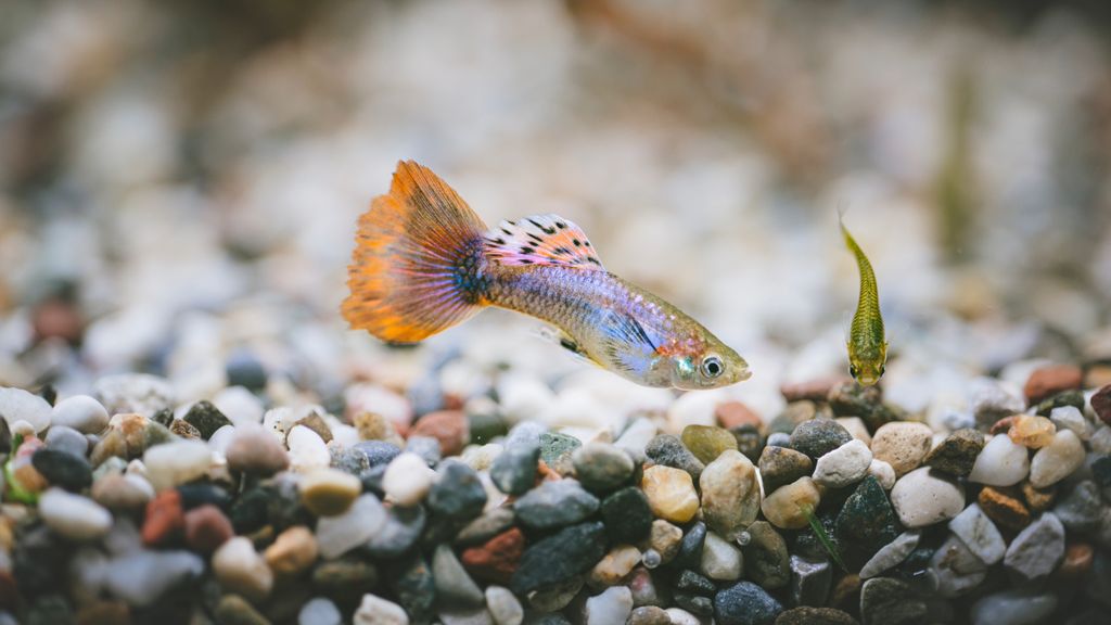 20 low-maintenance fish for busy owners | PetsRadar