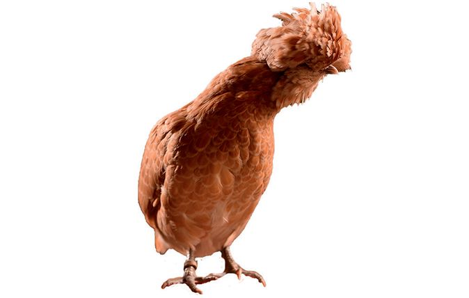 Fabulous feathers: 14 chicken breeds from around the world | Country Life