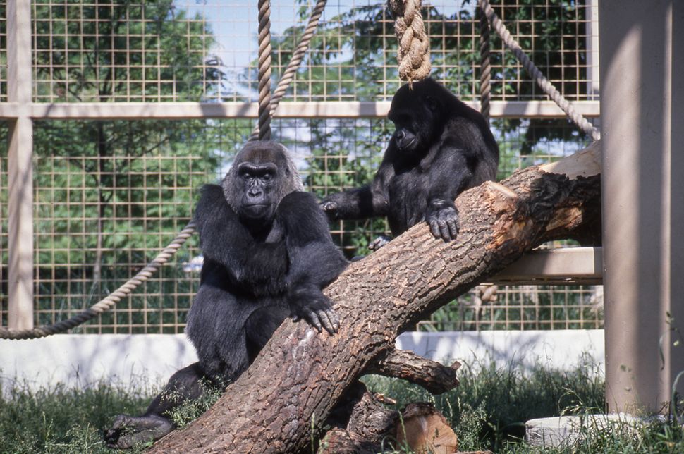 Colo, World's Oldest Gorilla, Turns 60 (Photos): Page 2 | Live Science