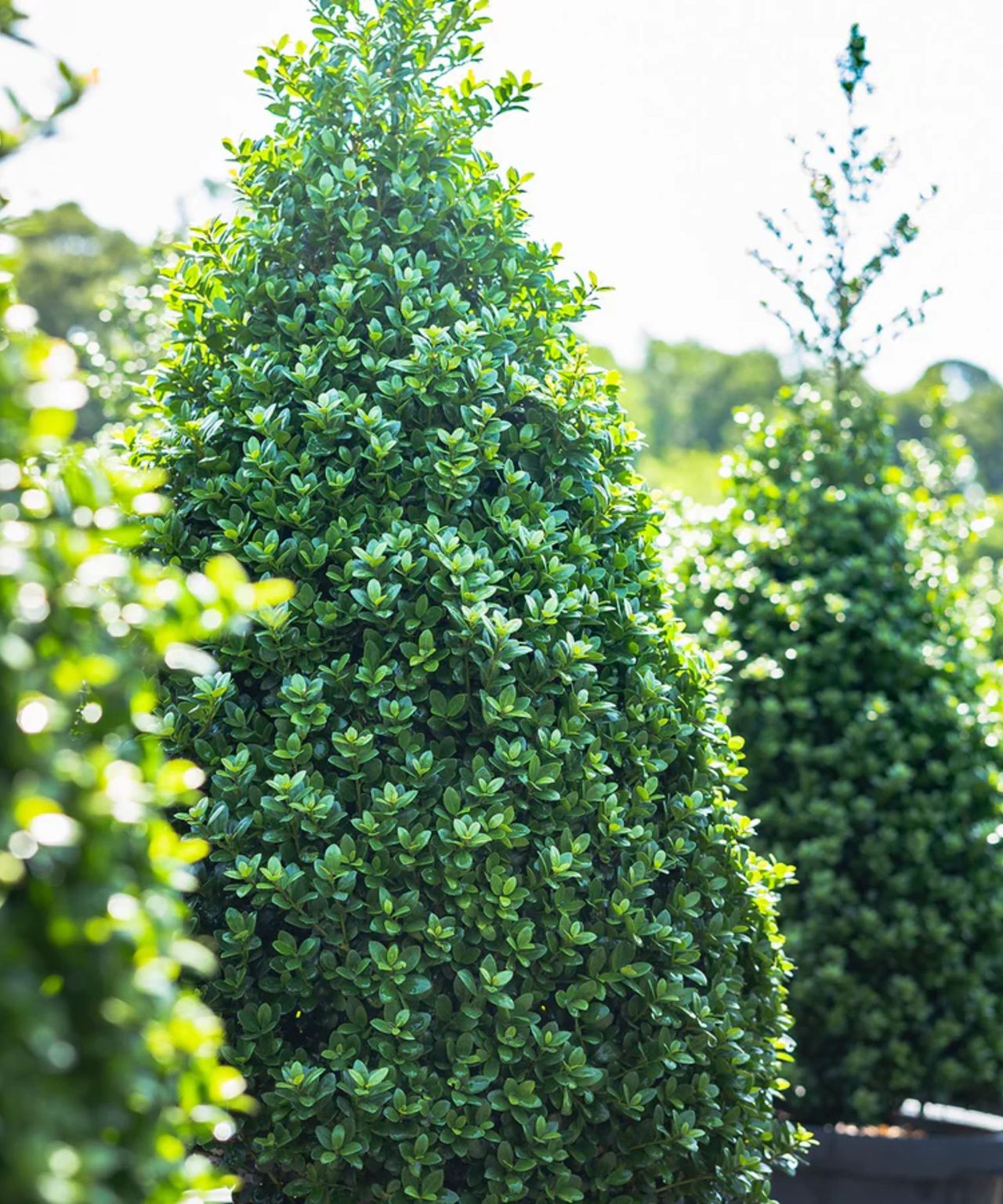 The best container plants for privacy: 5 expert picks for instant ...