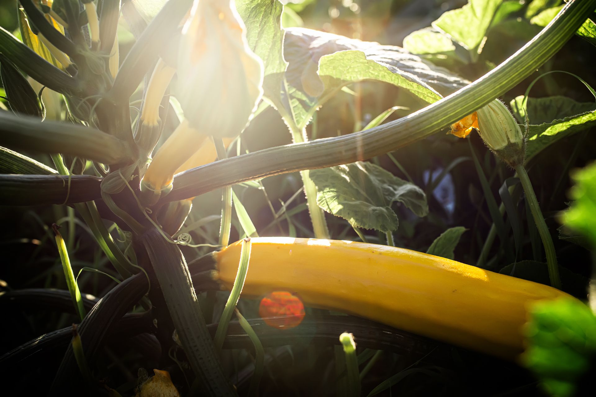 What is the Three Sisters Planting Method? | Livingetc