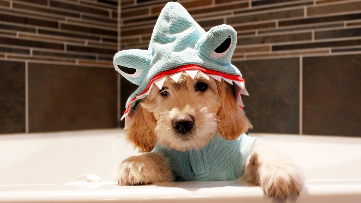 32 of the best pet poses for social media | PetsRadar