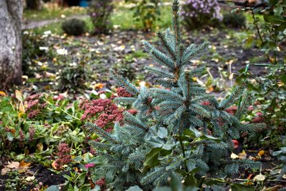 How to grow your own Christmas tree | Gardeningetc