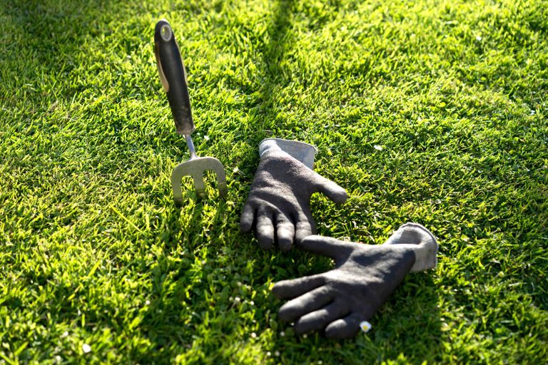 How to get rid of lawn weeds: revamp your turf without killing the ...