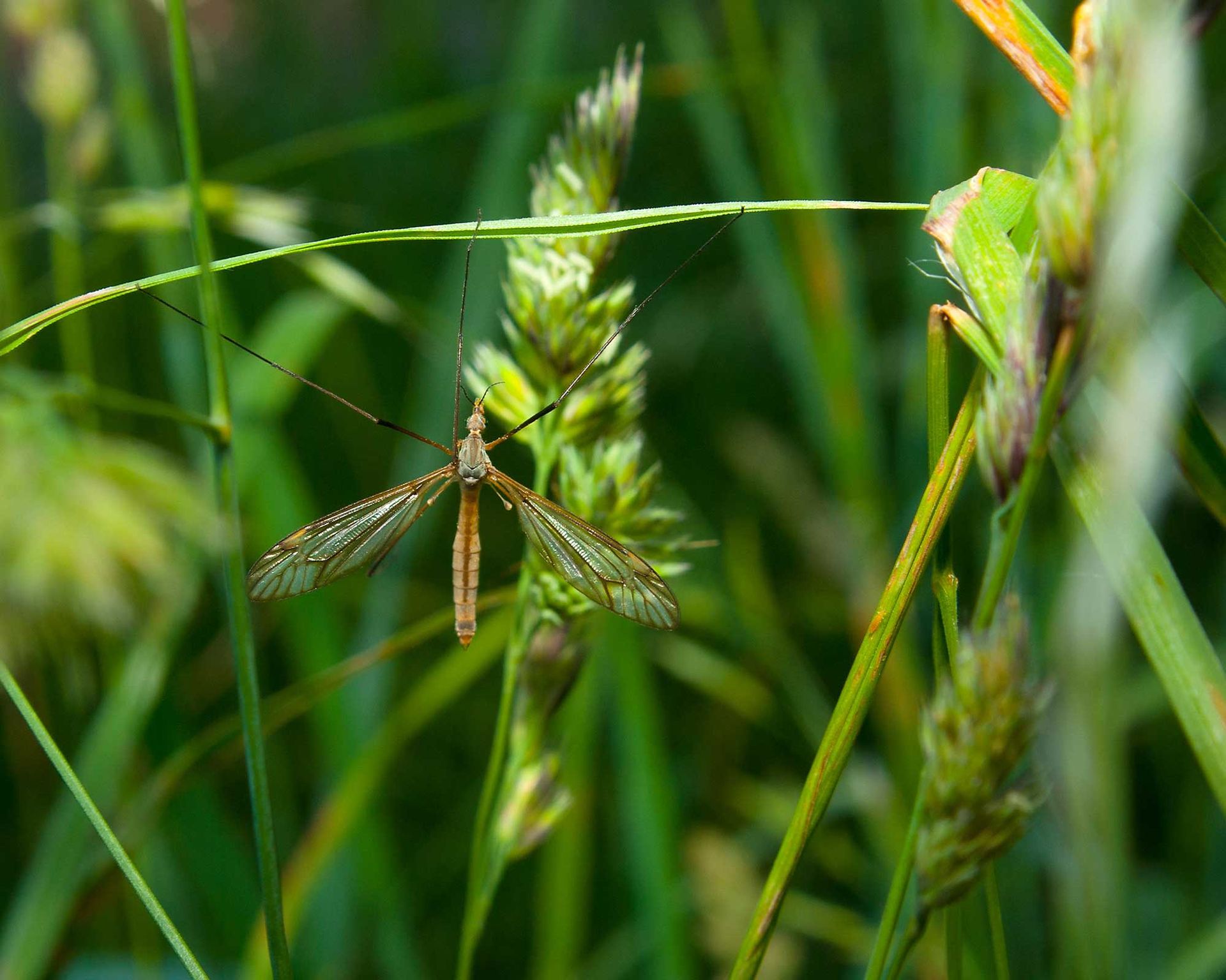 How to get rid of mosquitoes in your yard: 5 easy ways | Gardeningetc