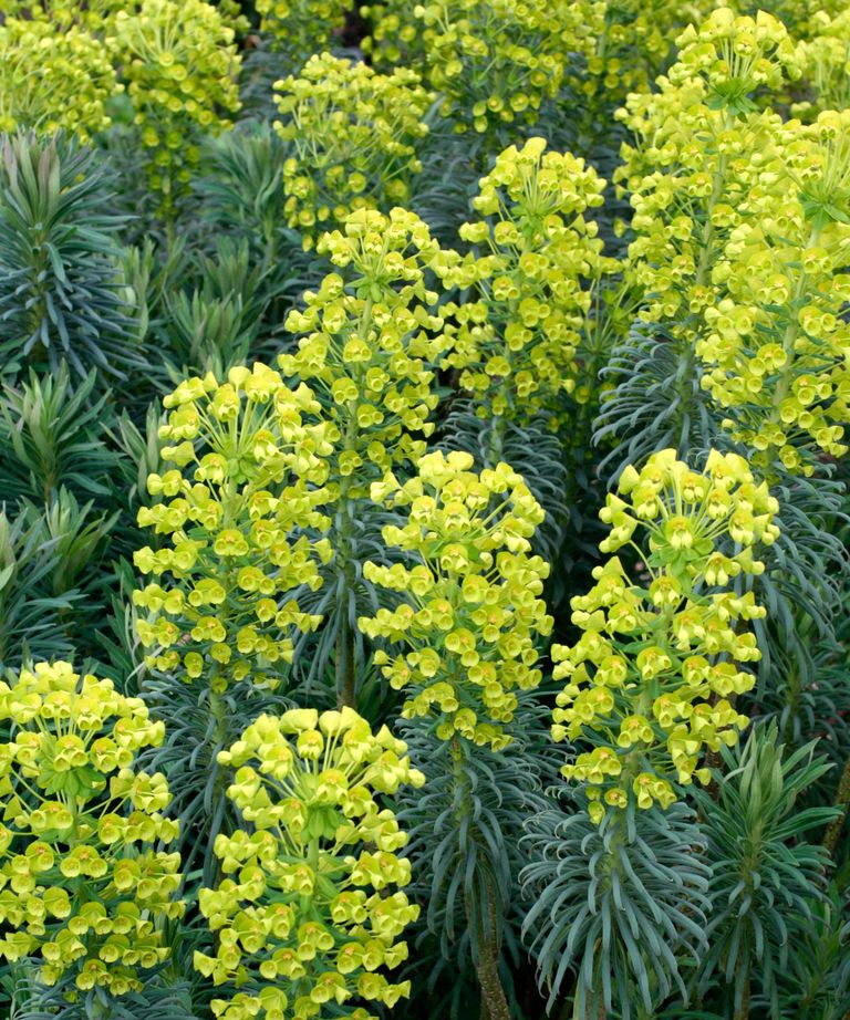 Types of euphorbia: 16 varieties for beds, borders and pots | Gardeningetc