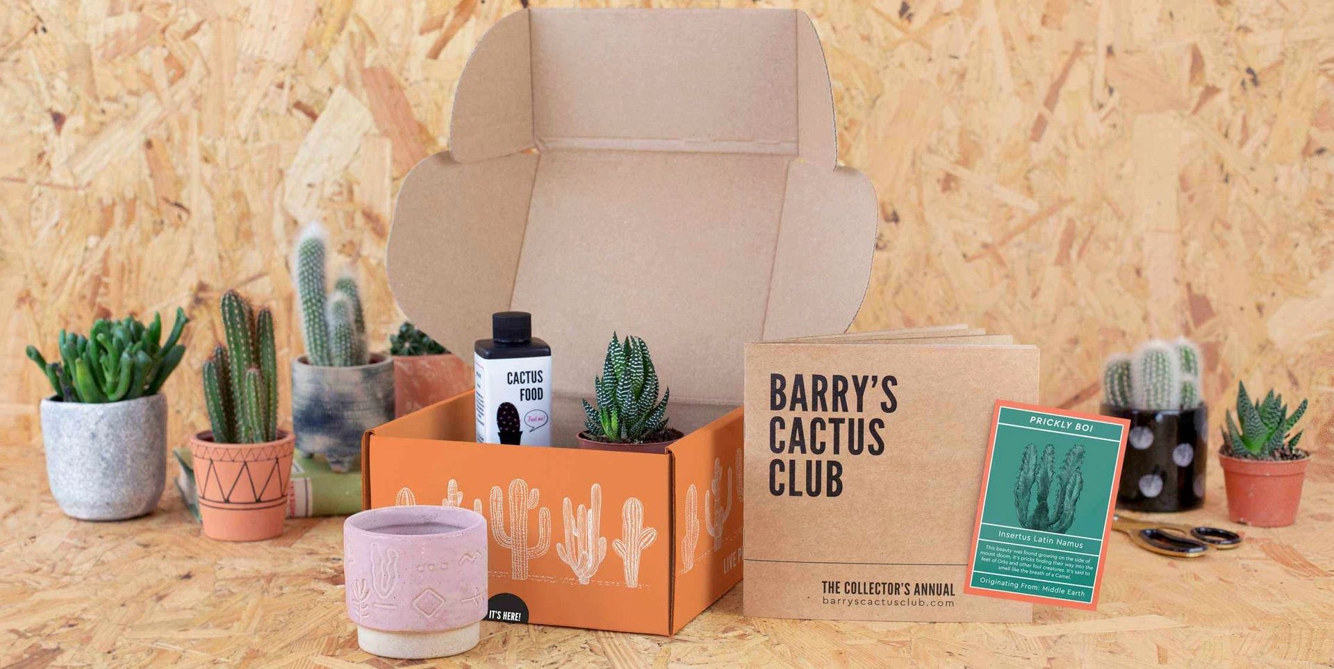 The secret to an indoor cactus collection revealed! The best bit is ...