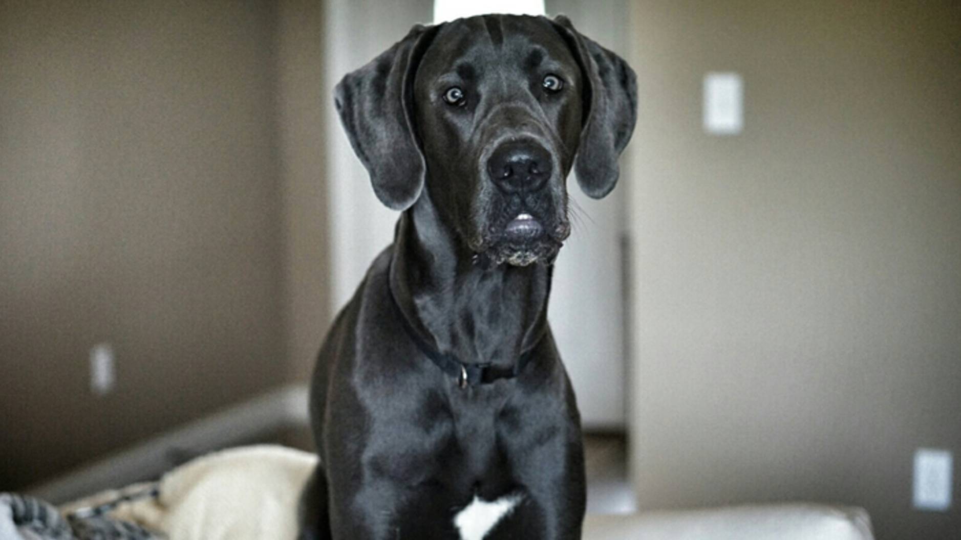 10 different types of Mastiff breeds to know | PetsRadar