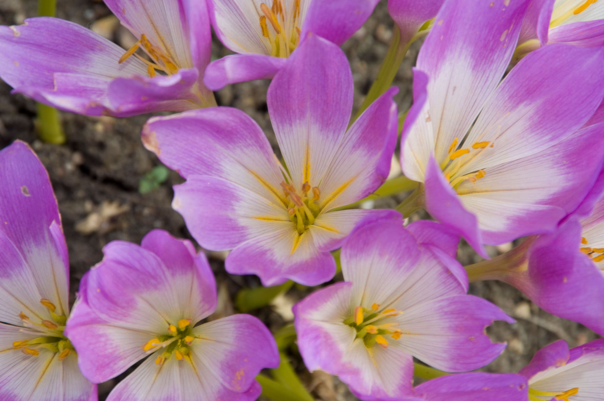 Plants for fall color: 5 top picks for your borders