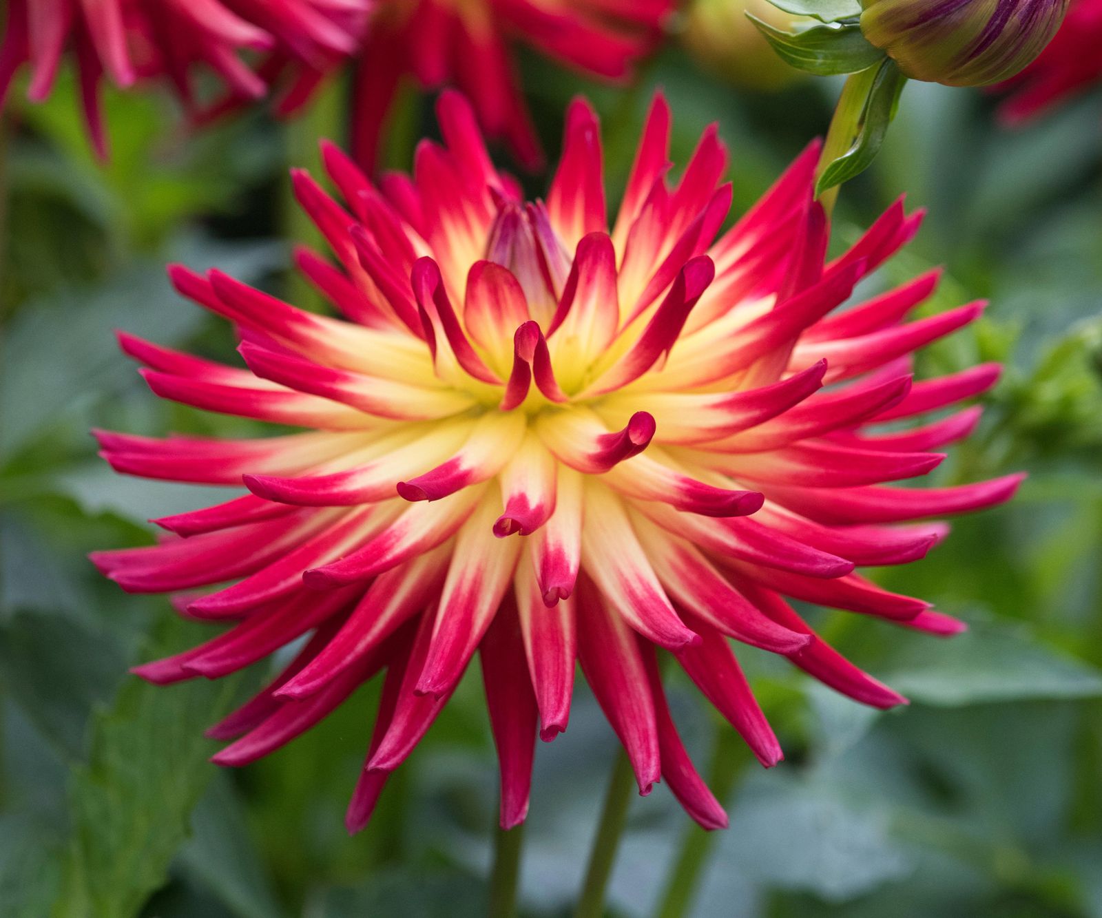 Types of dahlias: 16 showstoppers for beds and borders | Homes and Gardens