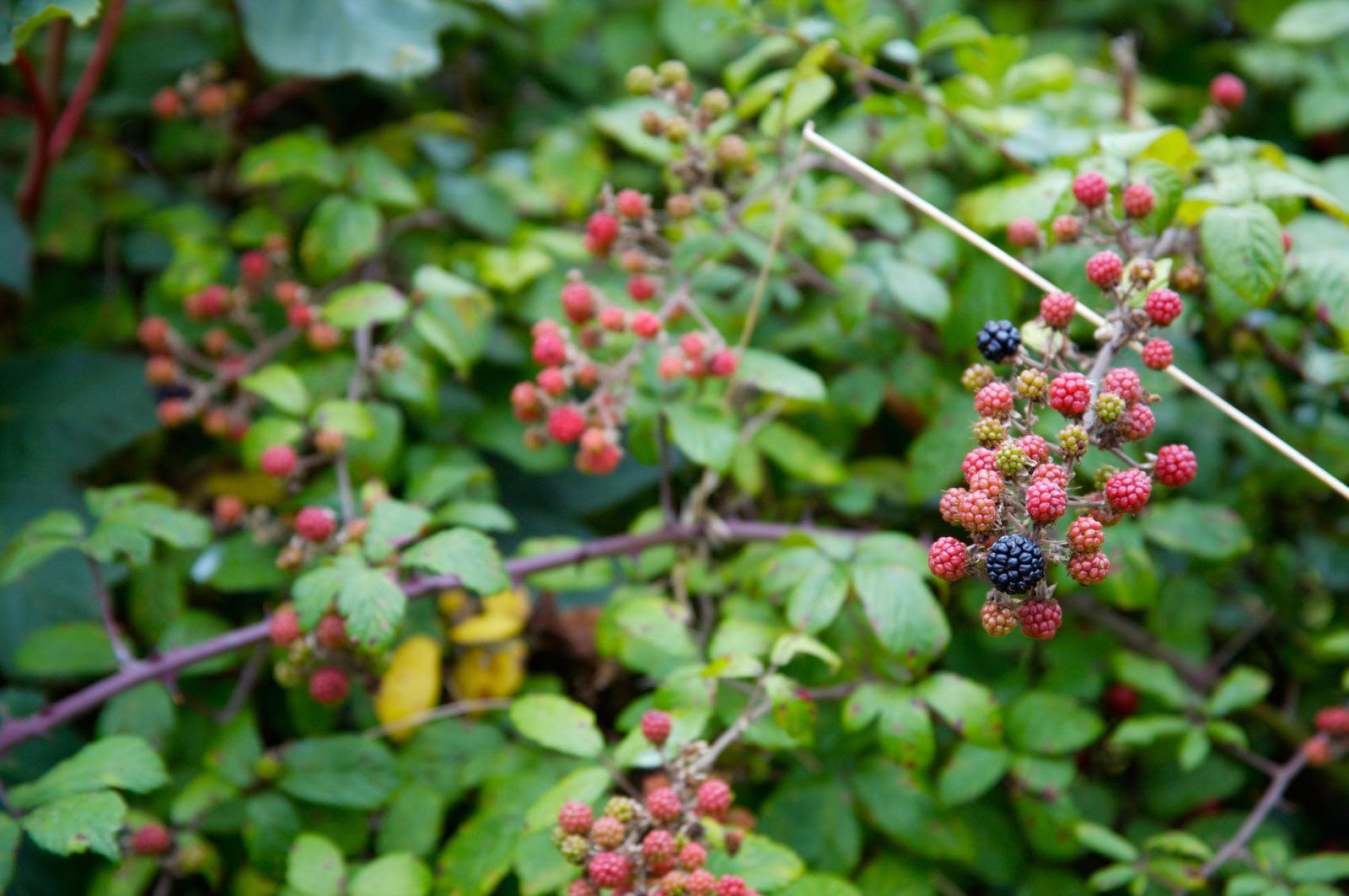 Invasive Blackberry Plants - What To Do For Weedy Blackberries ...