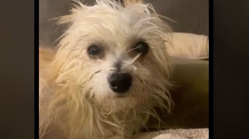 Meet Bob the dog: TikTok's latest sweetheart who's searching for his ...