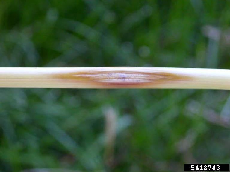 Barley With Sharp Eyespot Disease: How To Control Sharp Eyespot On ...