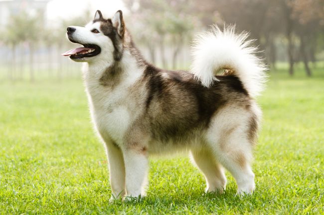 Alaskan Malamute: Breed guide and information | PetsRadar