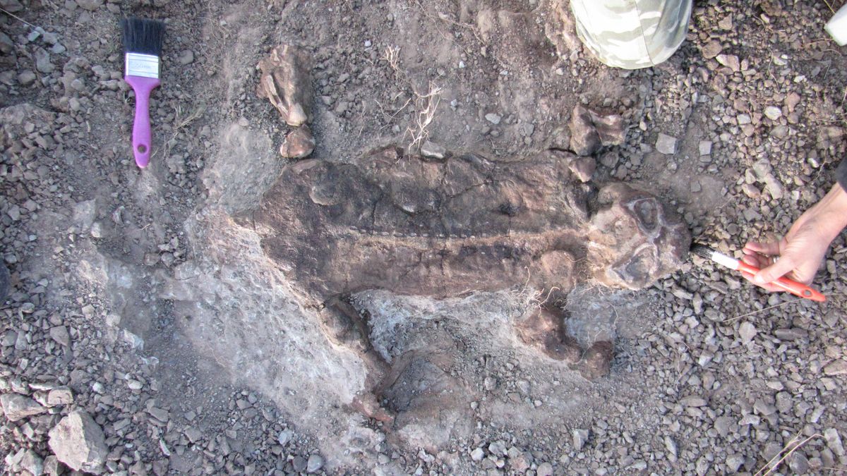 Mummified, spread-eagled Triassic 'shovel lizards' look like roadkill ...