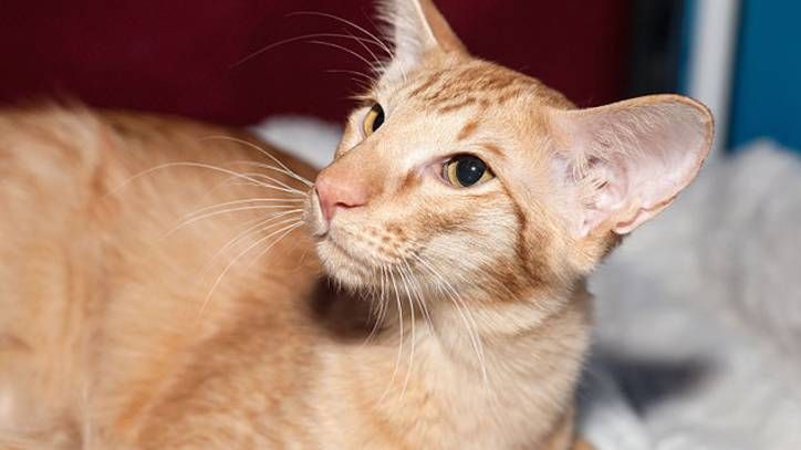 13 hypoallergenic cat breeds for allergy sufferers | PetsRadar